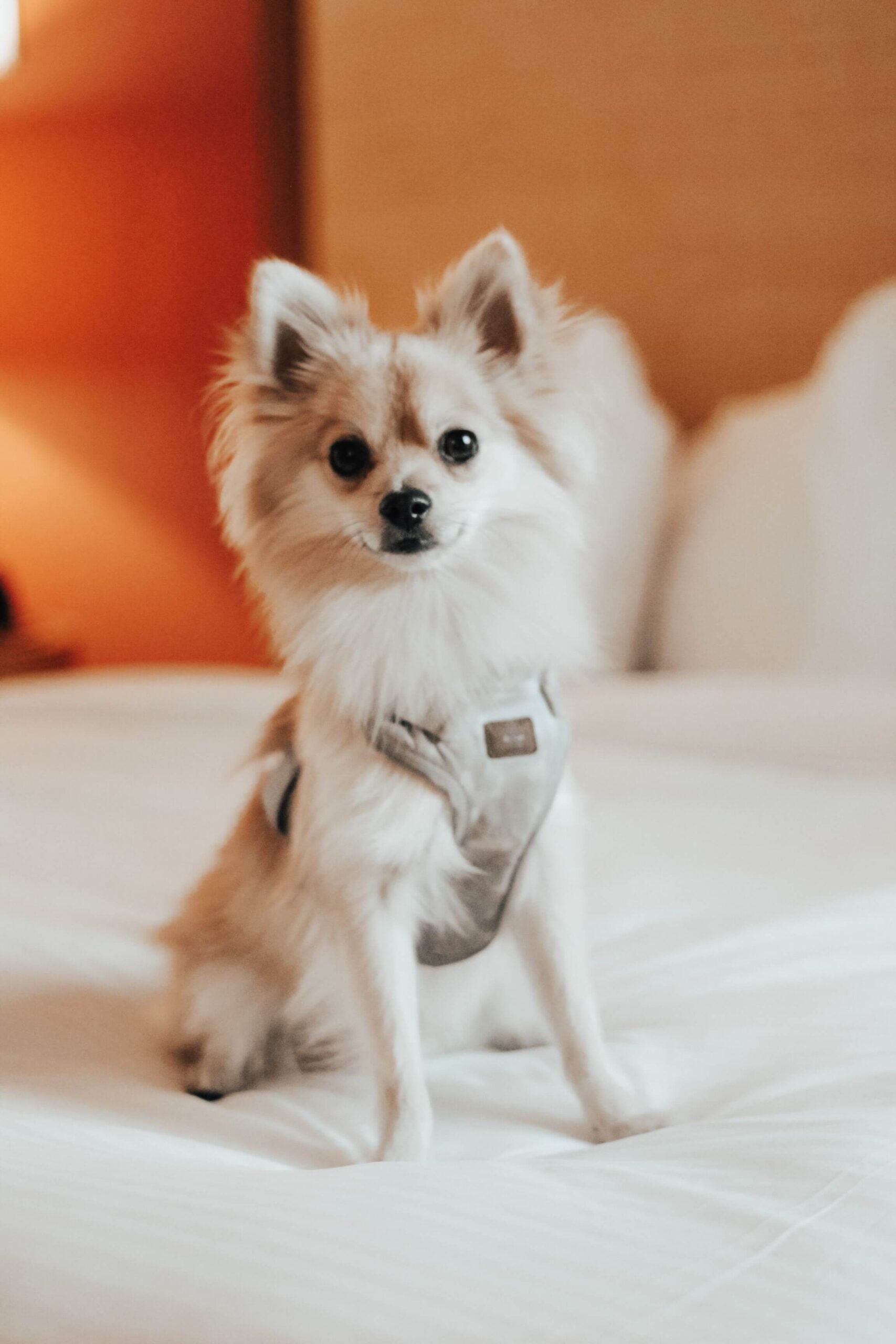 Pets Welcome - Making Your Pet Feel At Home